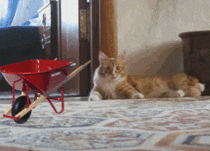 Summary GIF - Find & Share on GIPHY