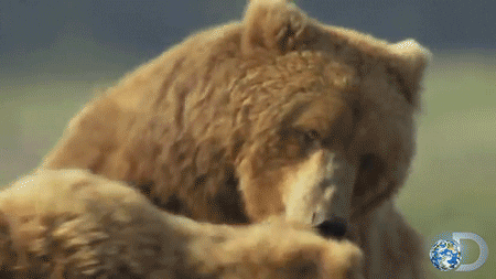 Bears GIFs - Find & Share on GIPHY