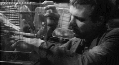 Rumble Fish Movie Mickey Rourke