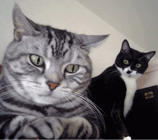 Suspicious Cat GIF - Find & Share on GIPHY