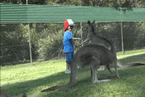 Kangaroo Kick GIFs - Find & Share on GIPHY