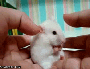 Mouse GIF - Find & Share on GIPHY