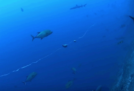 Sea Ocean GIF - Find & Share on GIPHY