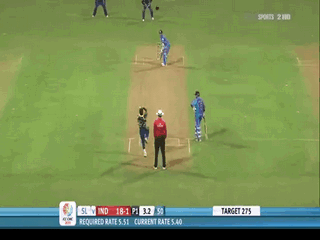 Cricket GIF - Find & Share on GIPHY