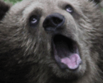 Bear Gif GIF - Find & Share on GIPHY