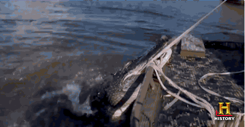 Alligator Gator GIF by Swamp People - Find & Share on GIPHY