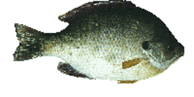 Bluegill GIFs - Find & Share on GIPHY