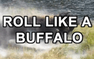 Buffalo GIFs - Find & Share on GIPHY
