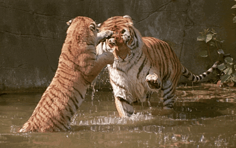 Tiger GIF - Find & Share on GIPHY