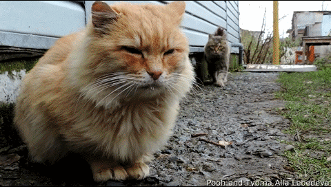 Norwegian Forest Cat Gif