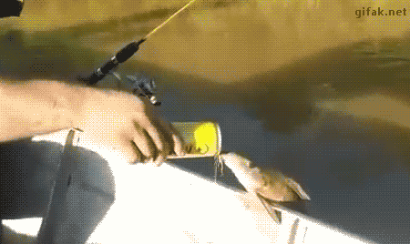 Fish GIF - Find & Share on GIPHY