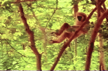 Monkey GIF - Find & Share on GIPHY