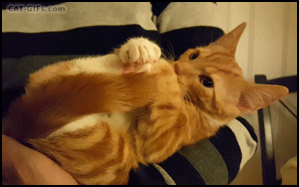 Kitten GIF - Find & Share on GIPHY