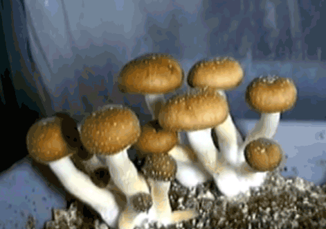 Mushrooms GIF - Find & Share on GIPHY