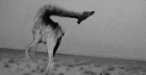 Neck GIF - Find & Share on GIPHY