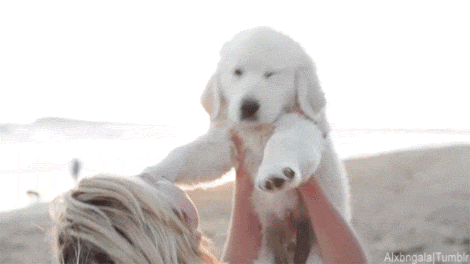 Golden Retriever GIF - Find & Share on GIPHY