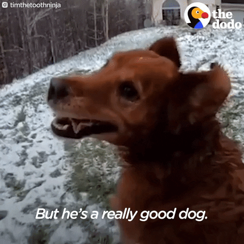 Dog GIF by The Dodo - Find & Share on GIPHY