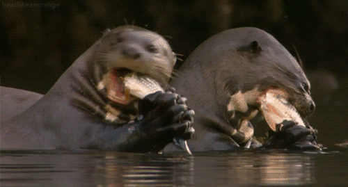 Secrets Of Our Living Planet Otter GIF by Head Like an Orange - Find ...
