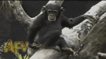 Finger Chimp GIF - Find & Share on GIPHY