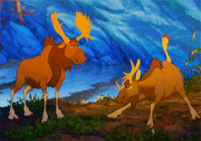 Moose GIF - Find & Share on GIPHY