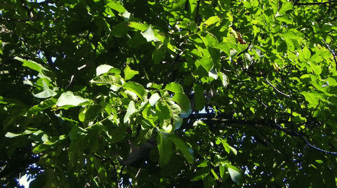 Royalty Free GIFs - Get the best GIF on GIPHY