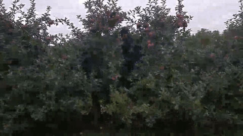 Apple Trees GIFs - Get the best GIF on GIPHY