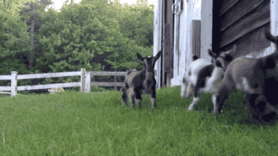 Goat GIF - Find & Share on GIPHY