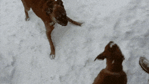New Random GIF on Giphy