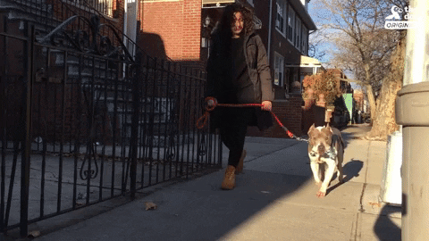Dog GIF by The Dodo - Find & Share on GIPHY