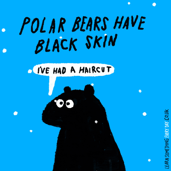Freezing Polar Bears GIF by Learn Something Every Day - Find & Share on ...
