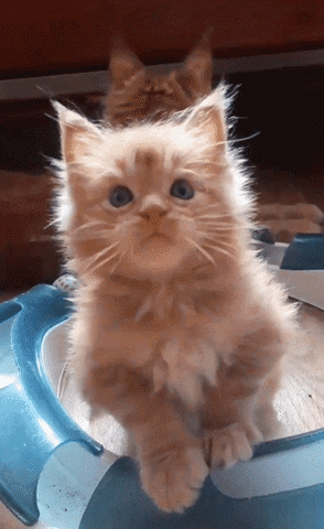 22 Of The Fluffiest Maine Coon Kittens Ever | Cuteness