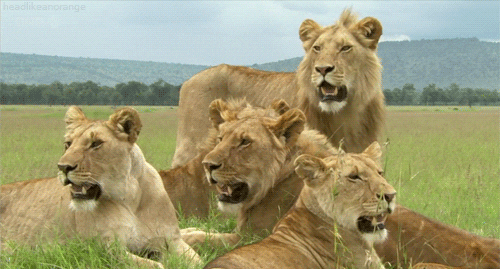 Panthera Leo GIFs - Find & Share on GIPHY