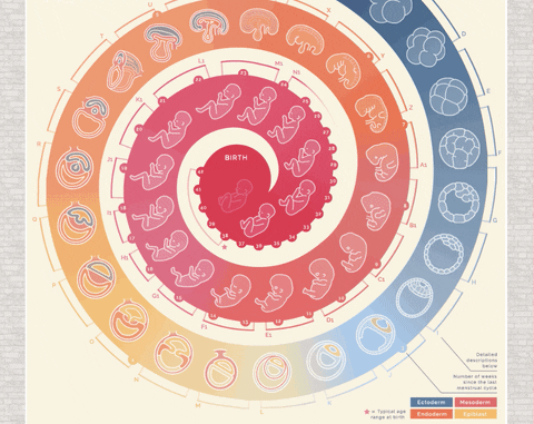 Human GIF - Find & Share on GIPHY