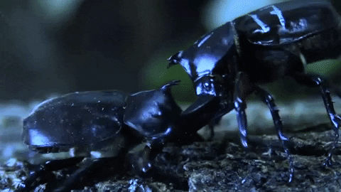 Beetles GIF by Science Friday - Find & Share on GIPHY