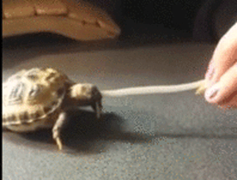 Tortoise GIF - Find & Share on GIPHY