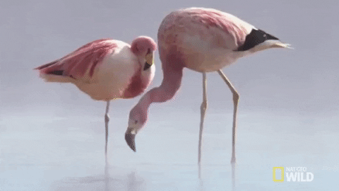 National Geographic Bird GIF by Nat Geo Wild - Find & Share on GIPHY