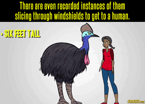 Cassowary GIFs - Get the best GIF on GIPHY