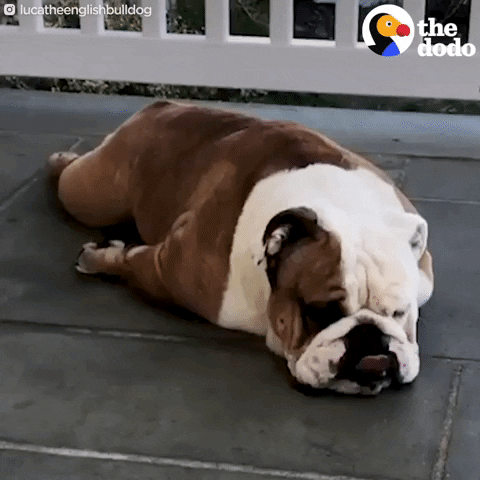 Dog Bulldog GIF by The Dodo - Find & Share on GIPHY
