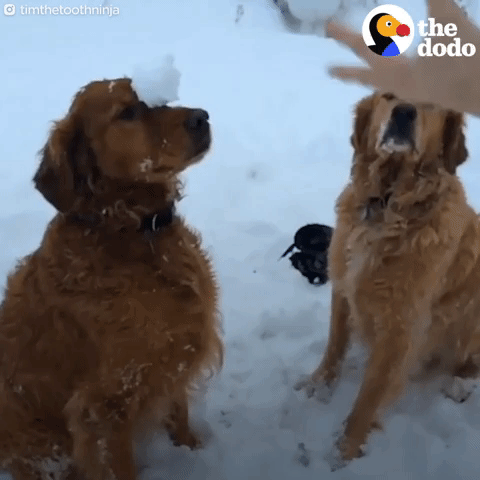 Dog GIF by The Dodo - Find & Share on GIPHY