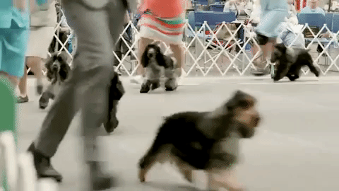 GIF by Westminster Kennel Club - Find & Share on GIPHY