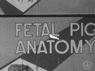 Black And White Pig GIF by Okkult Motion Pictures - Find & Share on GIPHY