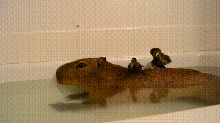 Island Capybara GIF - Find & Share on GIPHY