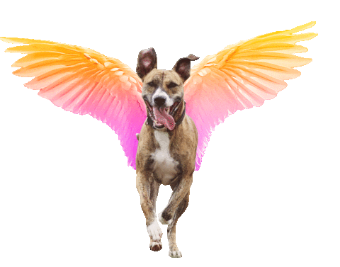 Dog Flying Sticker by Tales&Tails for iOS & Android | GIPHY
