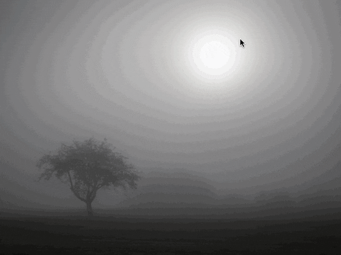 Fog GIF - Find & Share on GIPHY