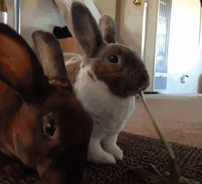 Bunnies GIF - Find & Share on GIPHY