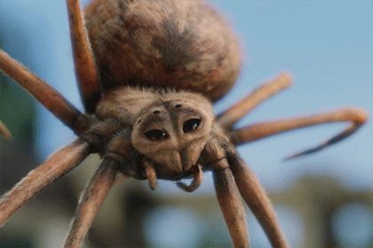 Spider GIFs - Find & Share on GIPHY