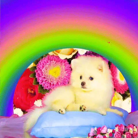 Dog Wow GIF by MUTANT MAGIC - Find & Share on GIPHY