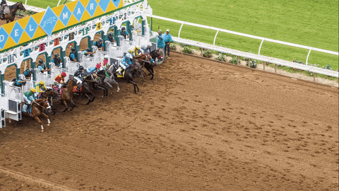Horseracing Delmarscene GIF - Find & Share on GIPHY