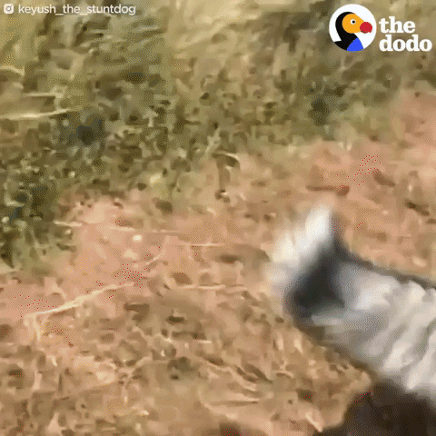Stunt Dog Keyush GIF by The Dodo - Find & Share on GIPHY