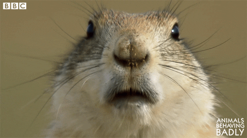 Chat Gossip GIF by BBC - Find & Share on GIPHY